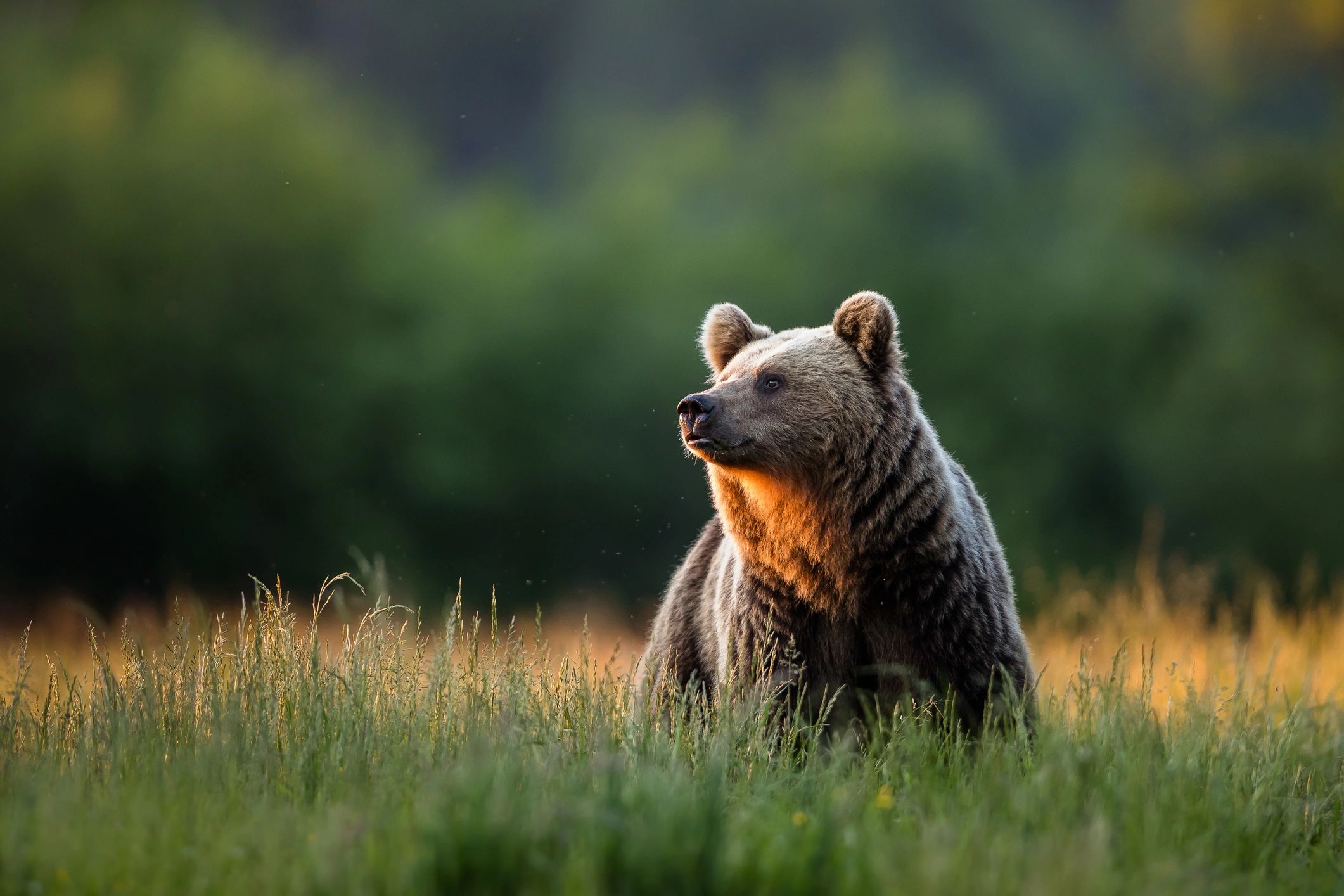 Home - Think Wildlife